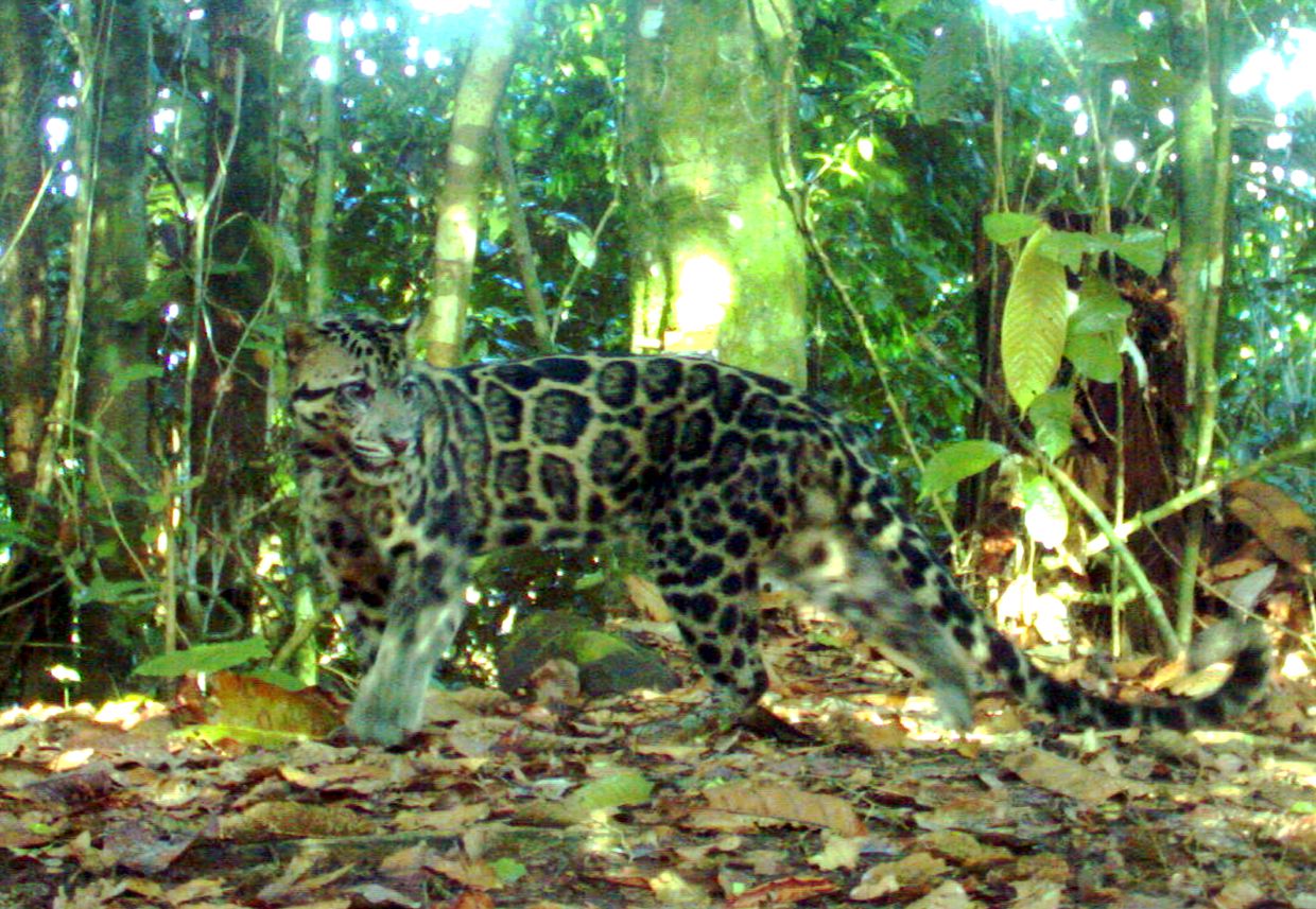 Perak Perhilitan confirms receiving report of clouded leopard sighting ...