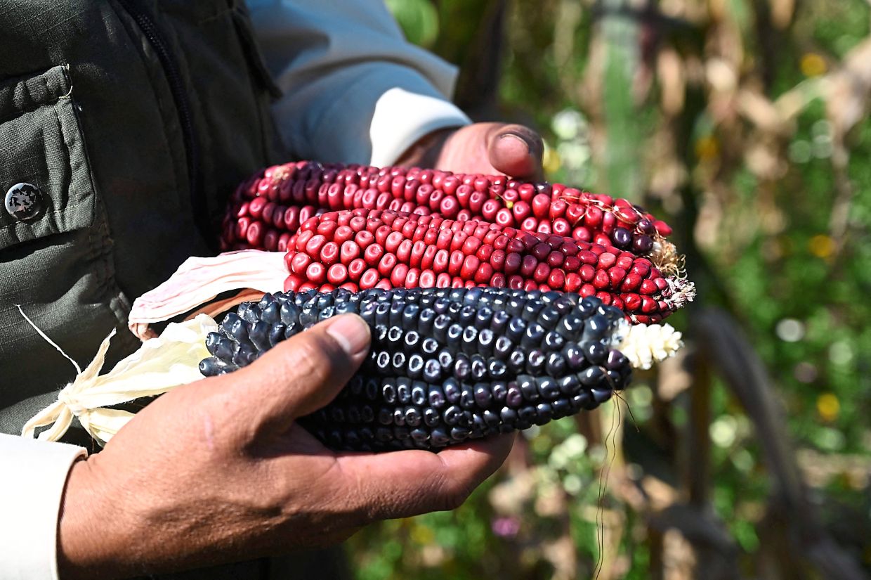US snubs Mexico’s planned corn import change | The Star