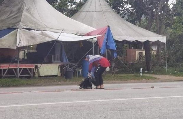 Woman clears dog's carcass from road, earns praise online | The Star