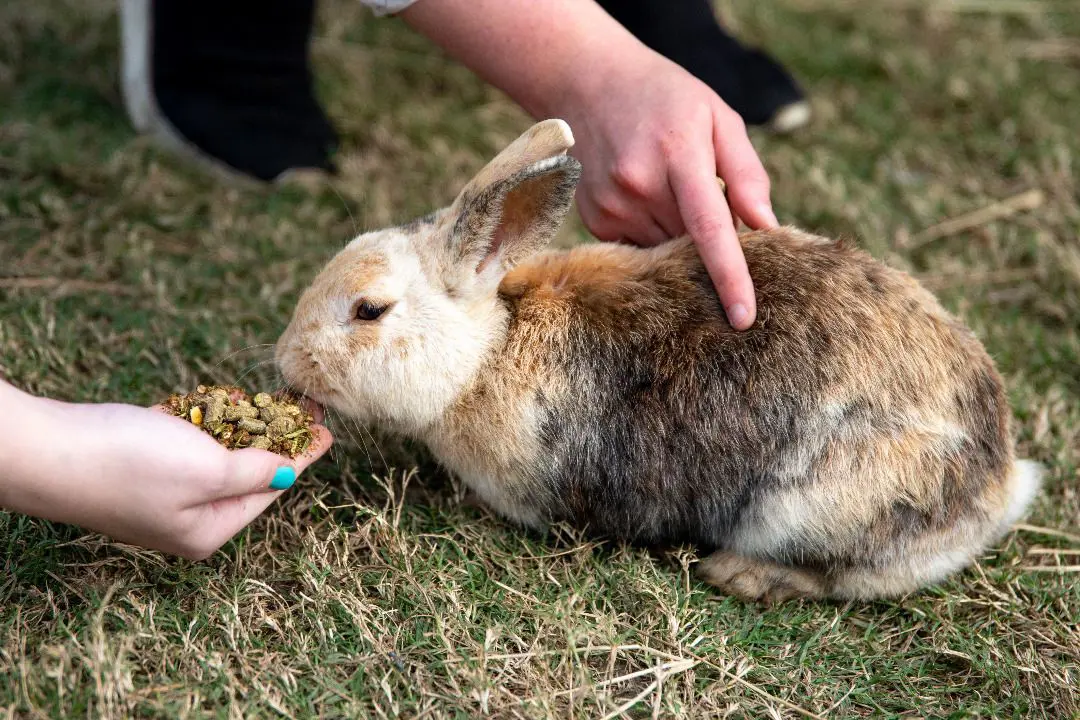 Rabbit Vomit Why Rabbits Can't Vomit (Throw Up Explained) YouTube