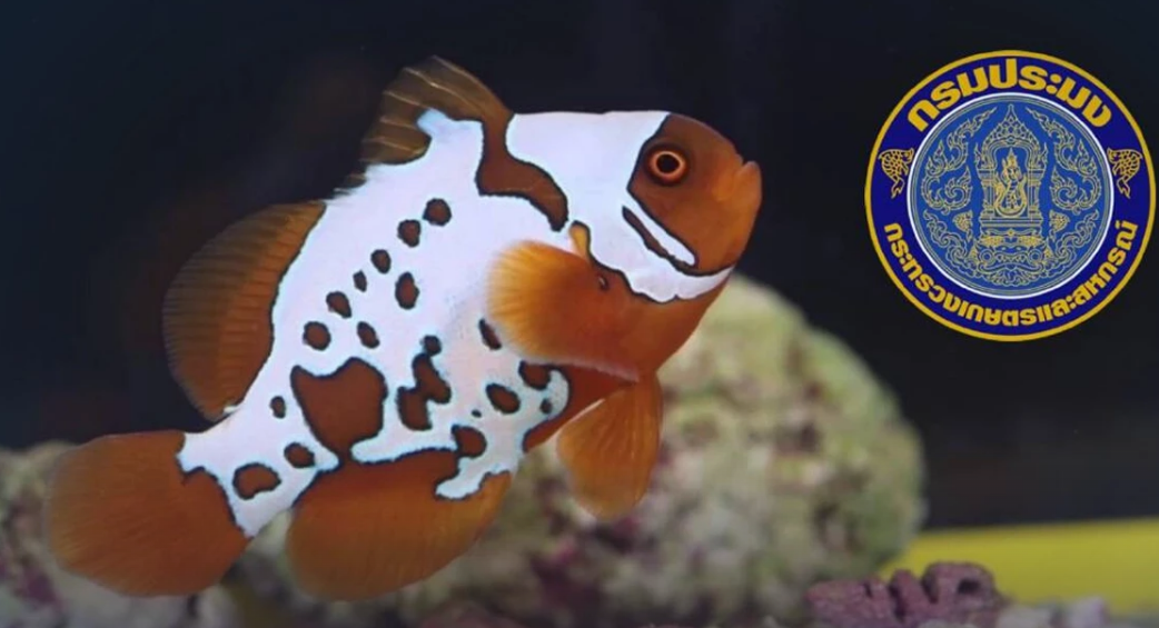 Fisheries department debuts new breed of gender-fluid clownfish | The Star