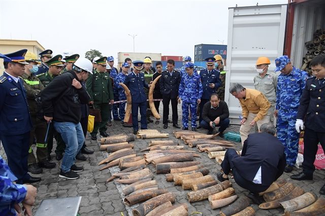Half a tonne of smuggled ivory seized in Hai Phong | The Star