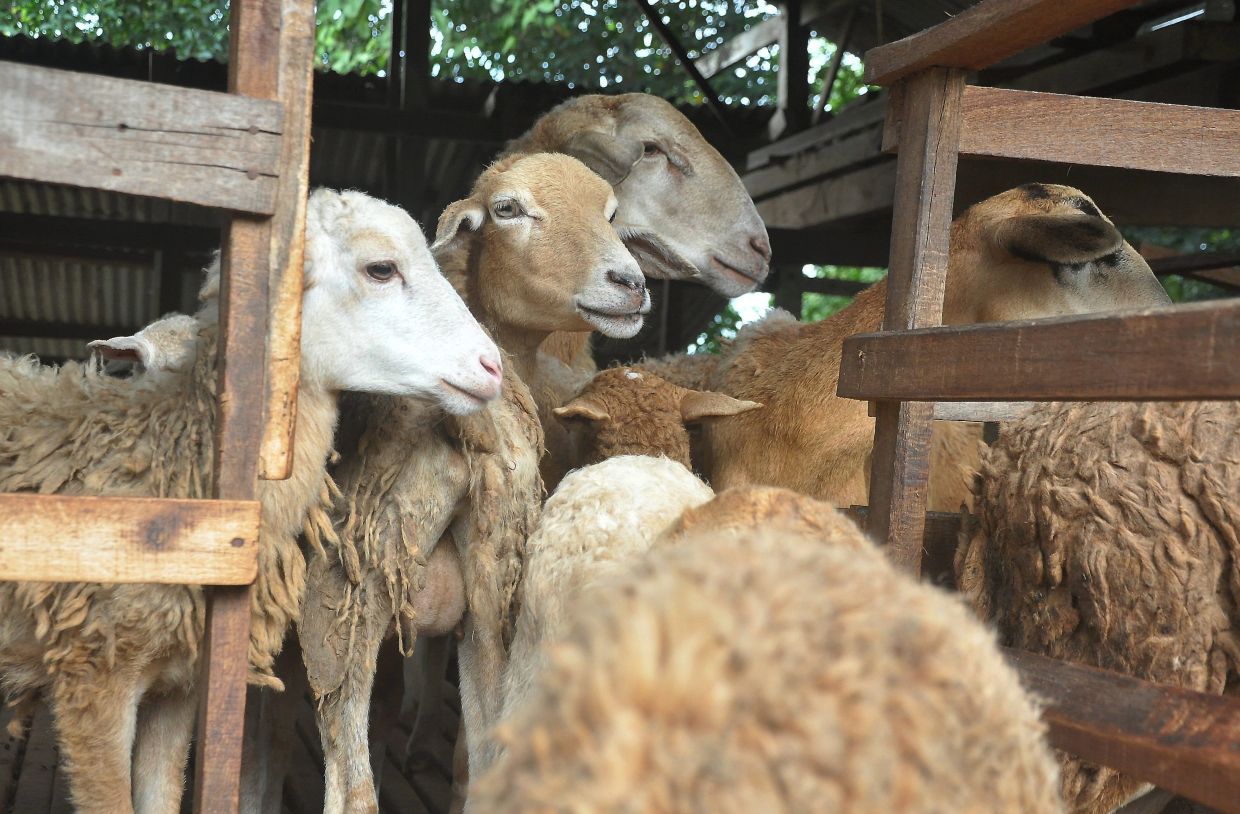 Sheep being attacked by wild dogs in Jertih, Terengganu | The Star