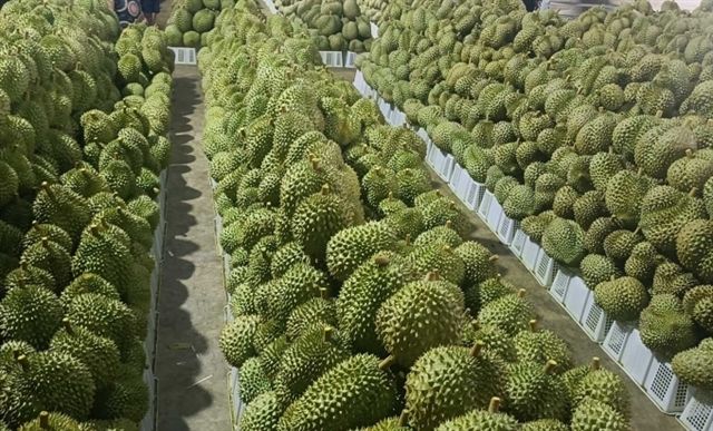 A real prickly issue - Durian prices hit record high in Vietnam due to low supply | The Star
