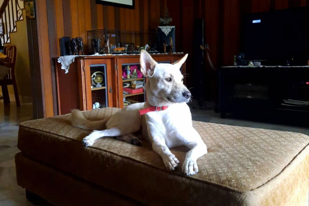 Lawyer seeks help to find missing pet dog Lilo | The Star