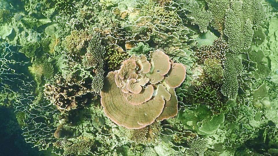 Woman steps up awareness on need to do more coral planting | The Star