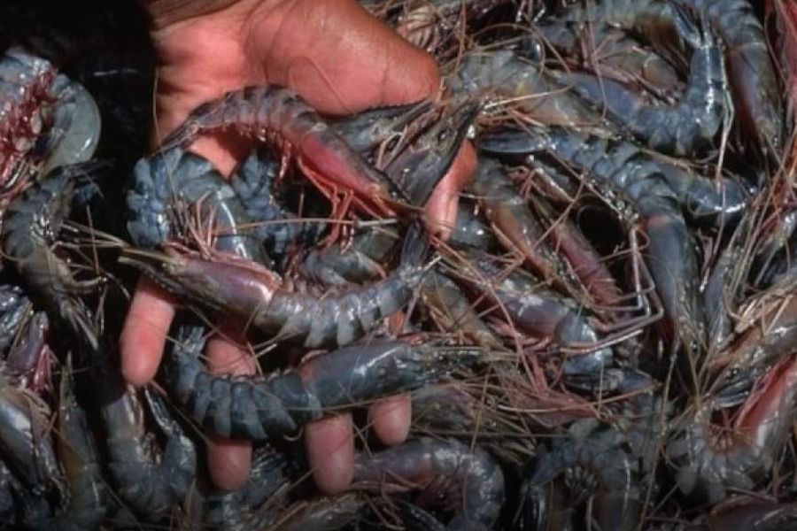 Myanmar exports over 13,000 tons of shrimps in first 10 months of FY ...