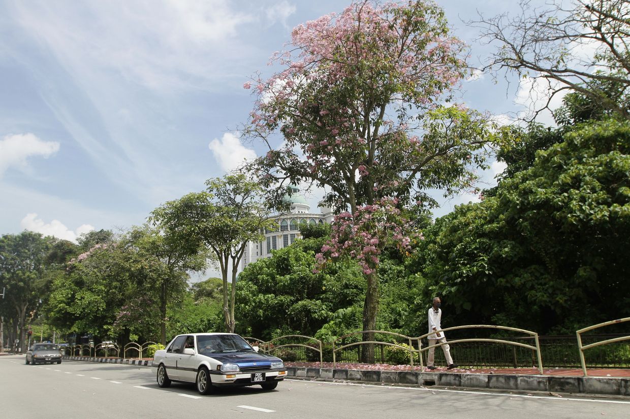 Penang Sakura season makes a comeback (Poll Inside) | The Star