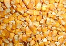 Myanmar exports 85,585 tonnes of corn in January | The Star