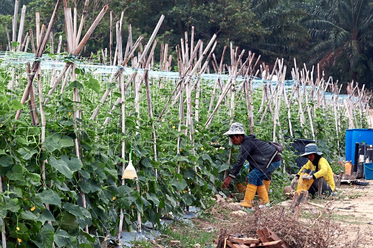 ‘Set farming allocations with food security in mind’ | The Star