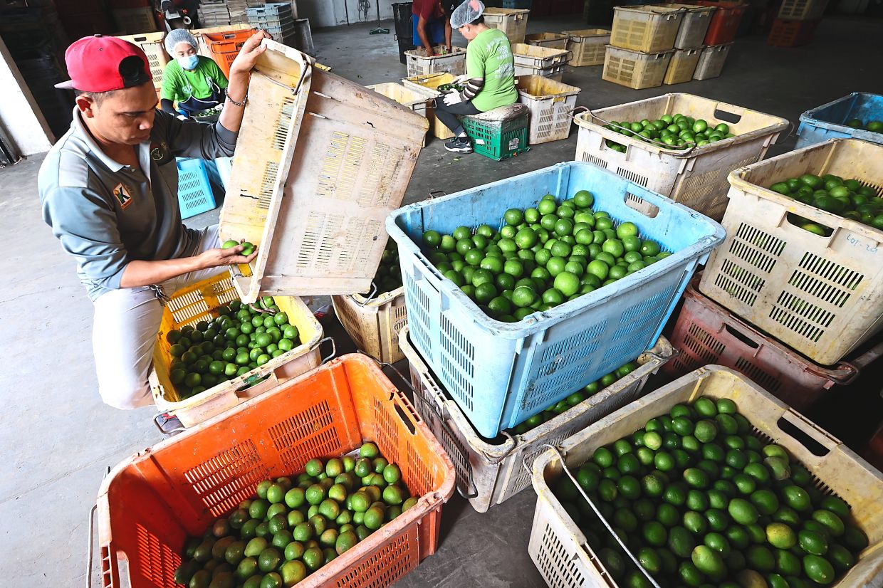 Vietnam imports cost local farmers dearly | The Star
