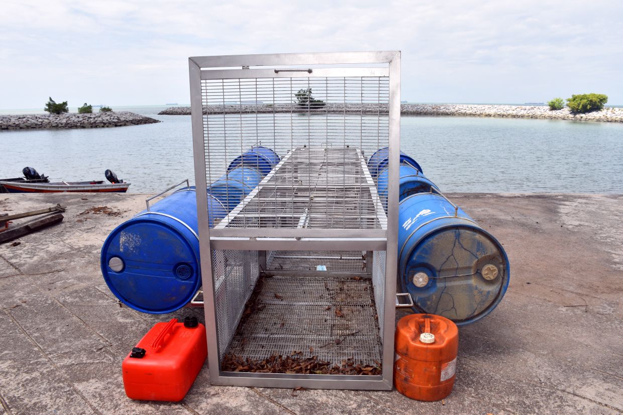 Croc sighting: Traps set in waters off Tanjung Bidara, Kuala Linggi ...