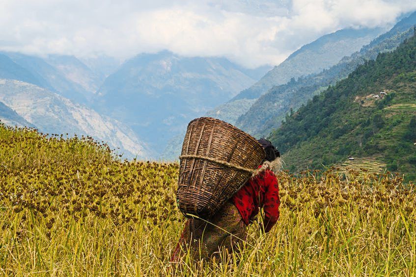 Nepal’s local crops raise hopes for food security | The Star