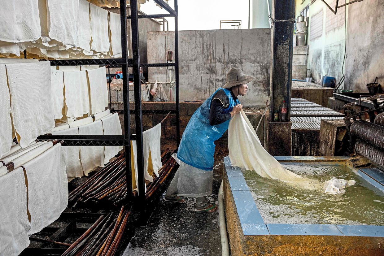Small-scale Thai farmers turn to sustainable rubber | The Star
