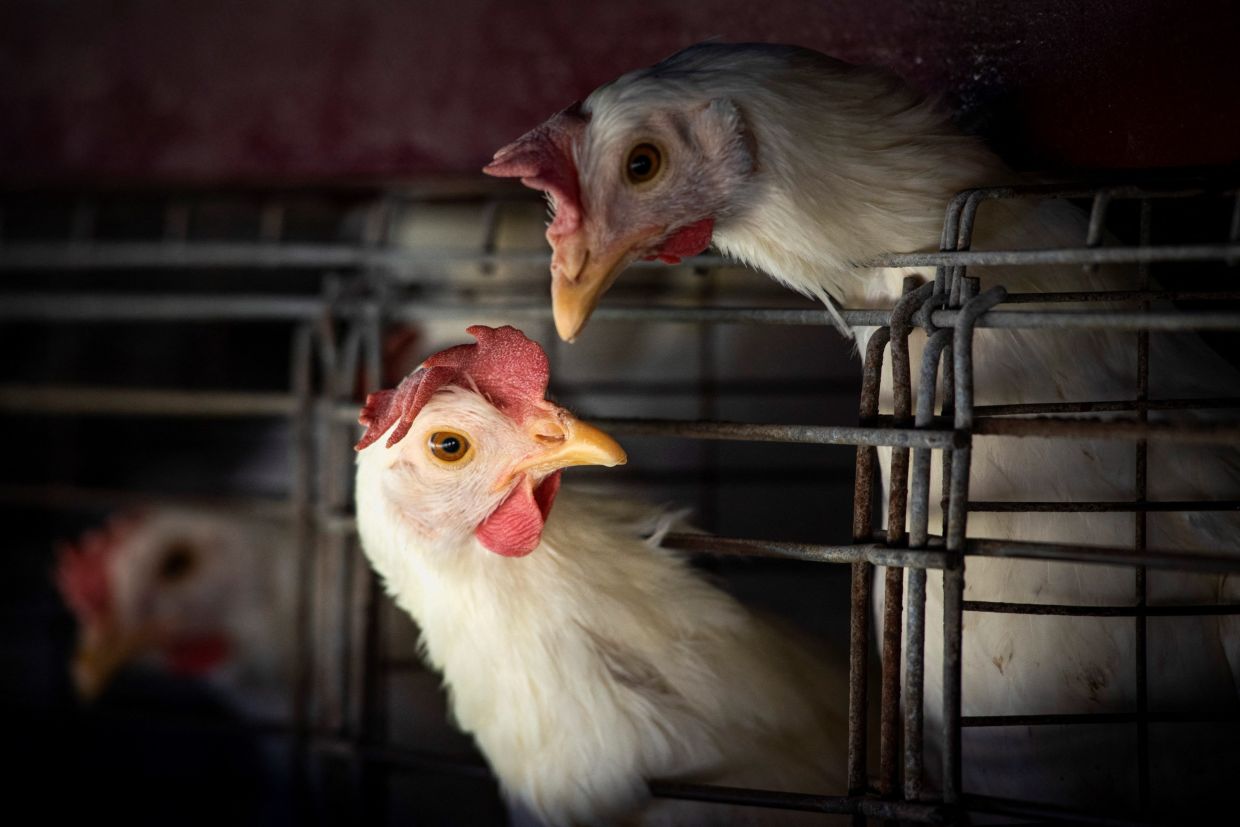 Cambodian girl dies from bird flu | The Star