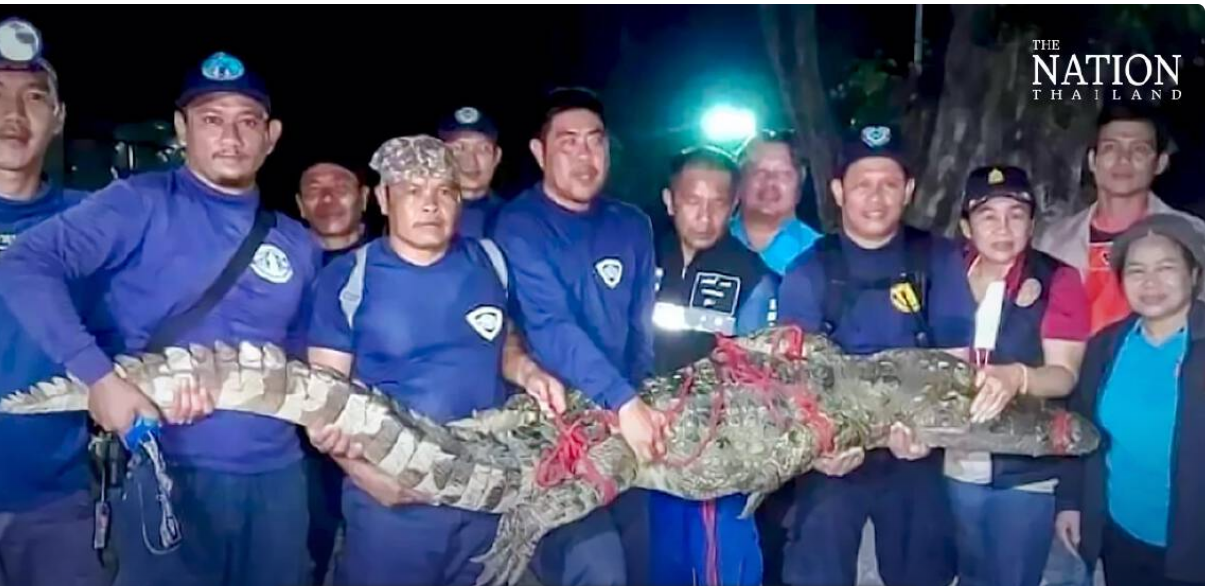 Circus croc harpooned after five days of freedom | The Star
