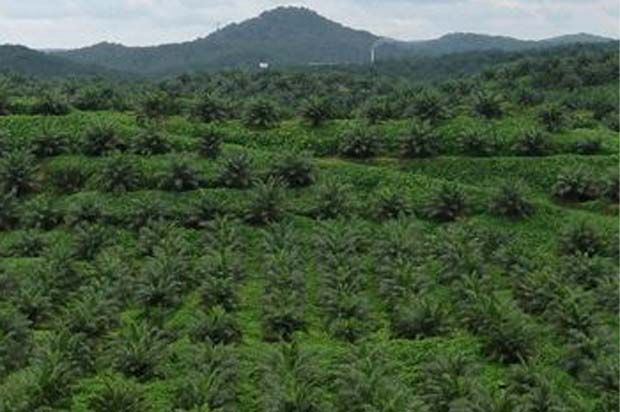 Hap Seng Plantations looks to recover in FY23 | The Star