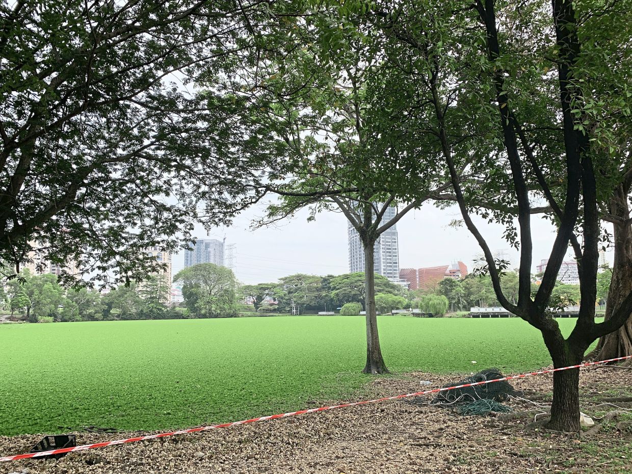 Two Kelana Jaya lakes overrun by aquatic plants | The Star