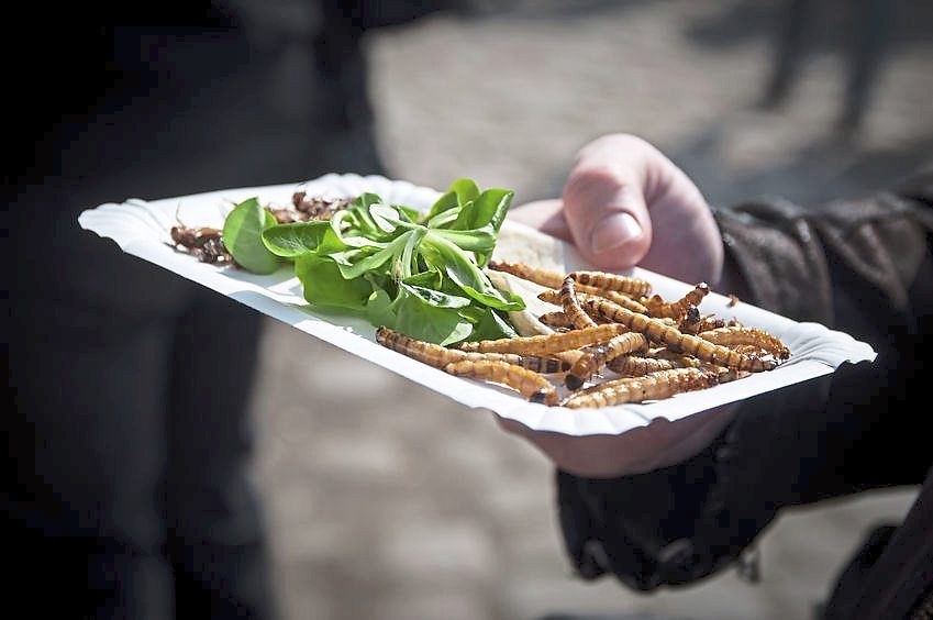 Qatar bans most insects as food after EU expands menu | The Star