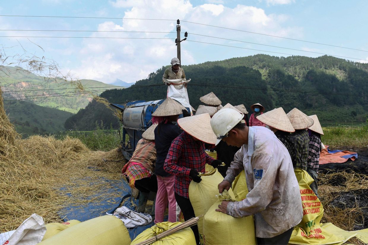 Rice exporters to gain from tight supplies, lower costs | The Star