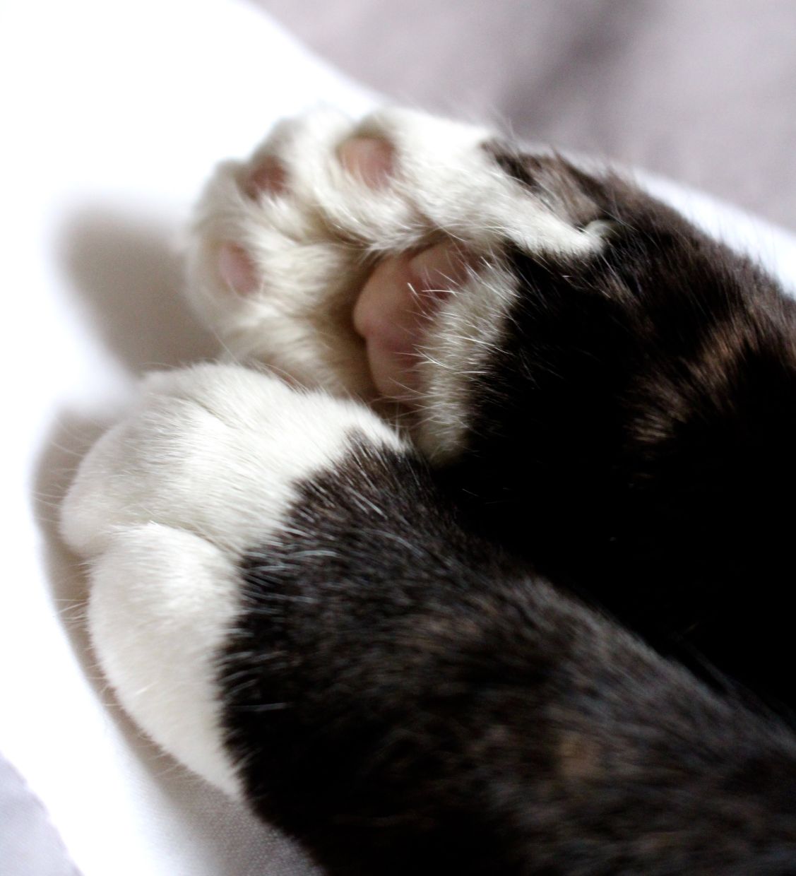 ‘Scandalous’ toe bean photos for donations? US animal shelter calls it ...