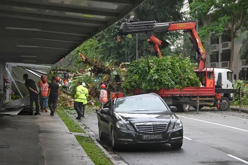 One person injured after tree falls across Singapore's Tiong Bahru Road ...