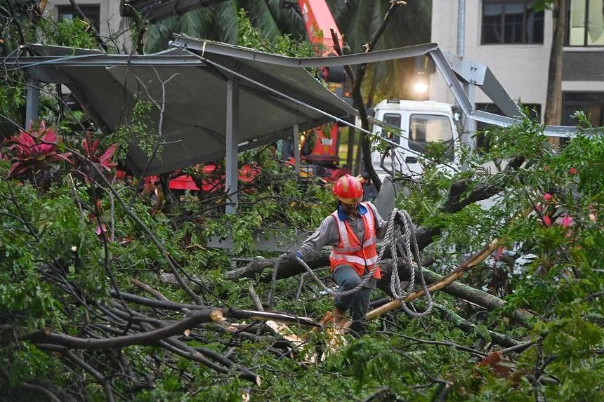 One person injured after tree falls across Singapore's Tiong Bahru Road ...