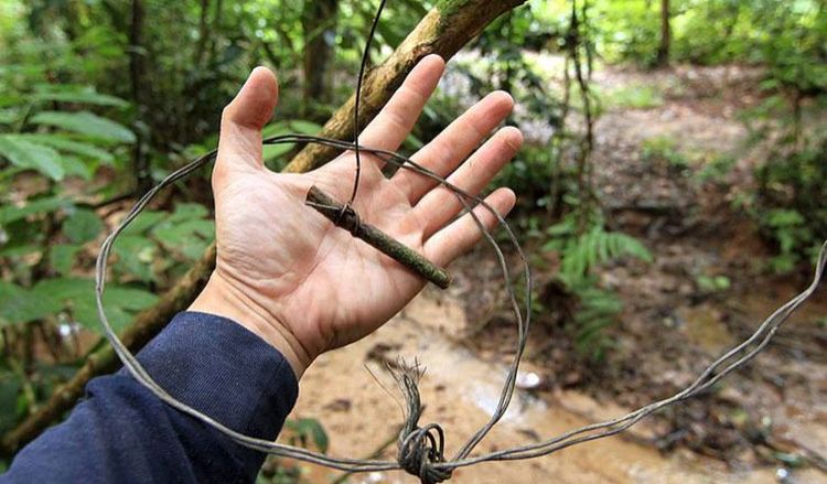 Cambodia launches second phase of zero-snaring campaign in protected ...