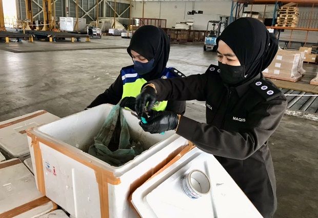 Maqis seizes 332kg of live worms at Senai airport | The Star