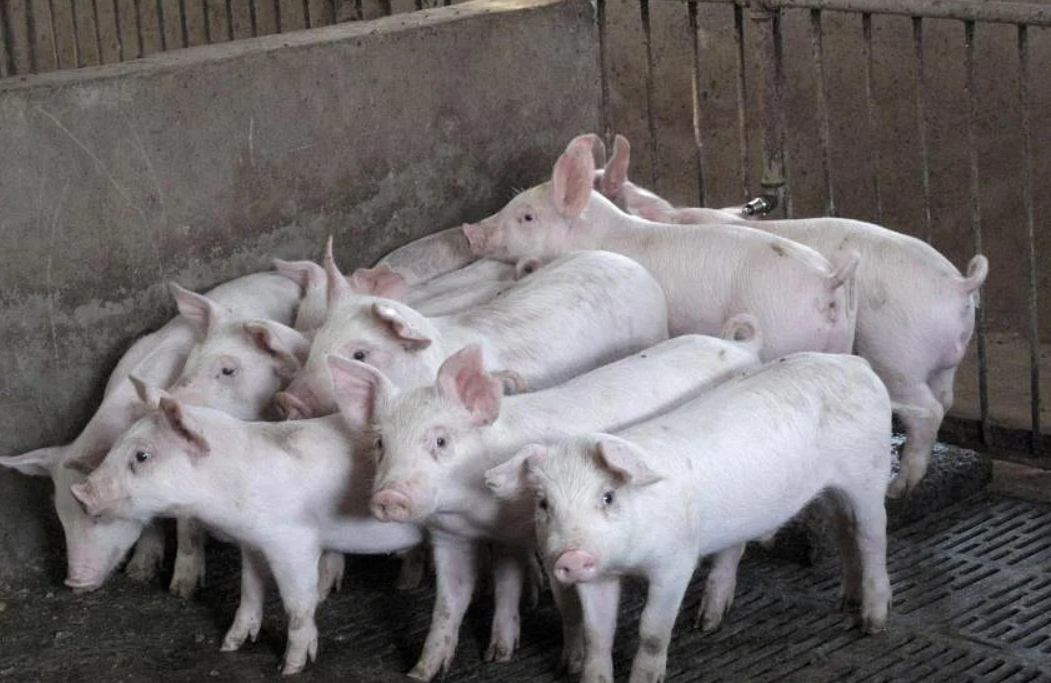 Philippines bans pig products from S’pore following African swine fever ...