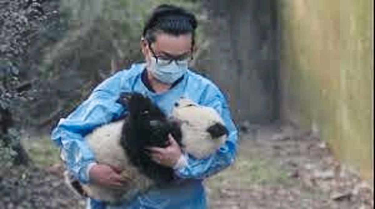 Outcry over disabled panda being splashed by tourists | The Star