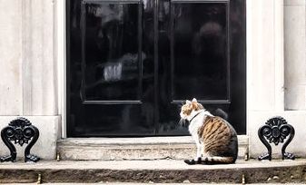 Famous cat 'managers' | The Star