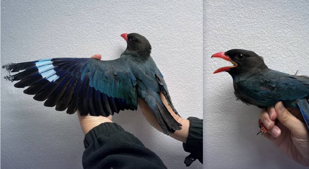 Foul air: Vet warns Bangkok smog can be fatal for birds | The Star