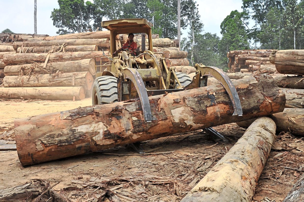 Focus on sustainable forest practices | The Star