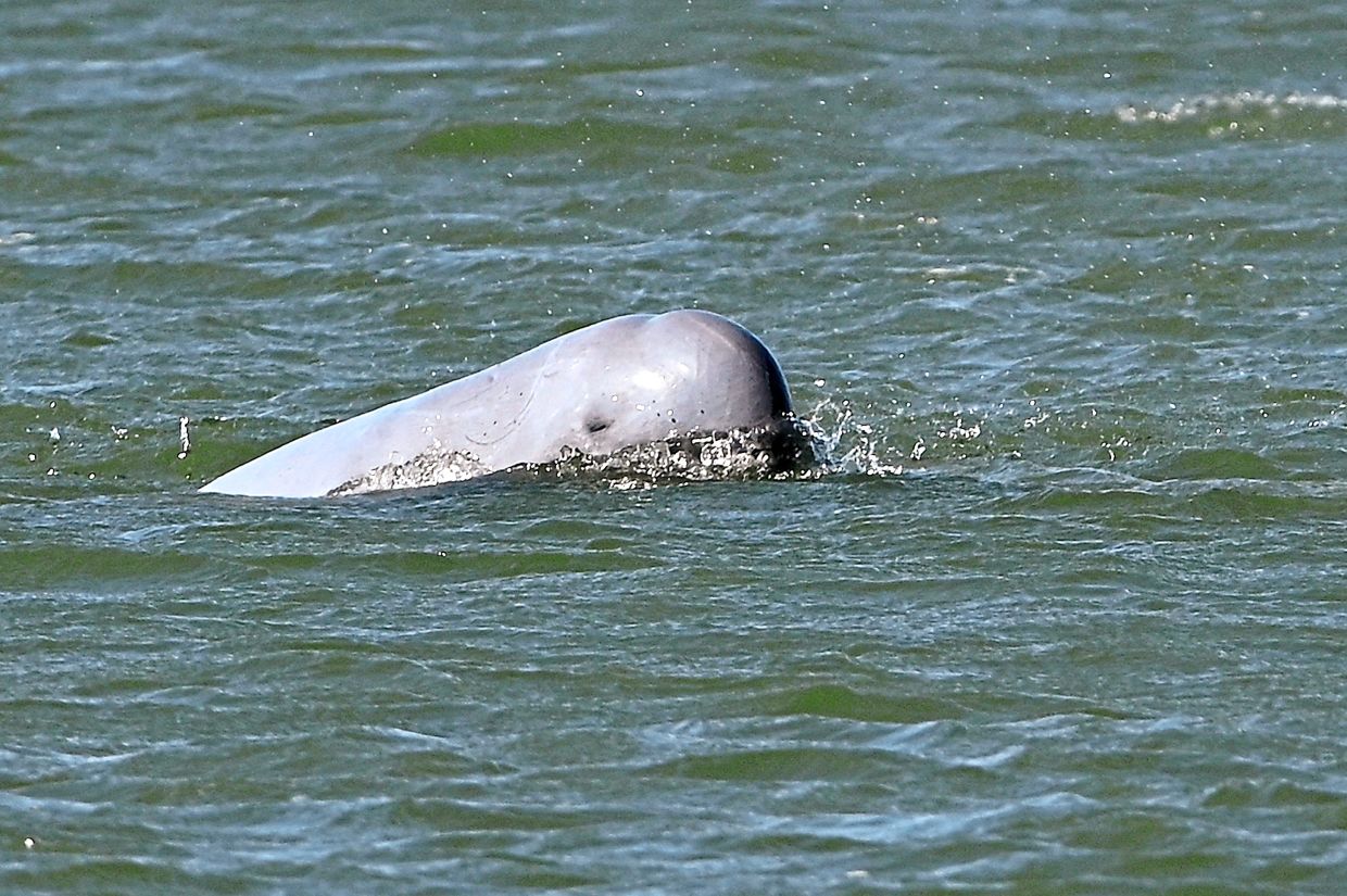 The battle to save river dolphins from extinction | The Star