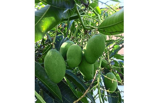 Not a sweet year for ‘harumanis’ | The Star