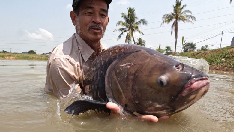 Four Mekong giant barbs to be released into the wild during rainy ...