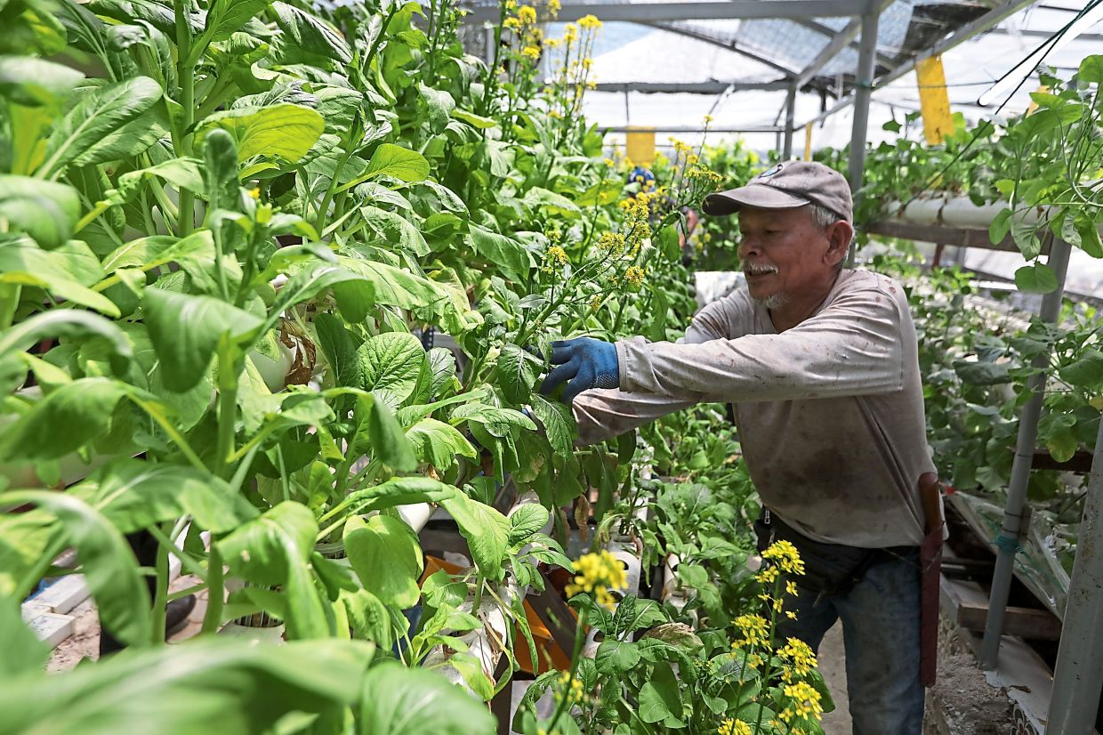 Eat fresh for less | The Star