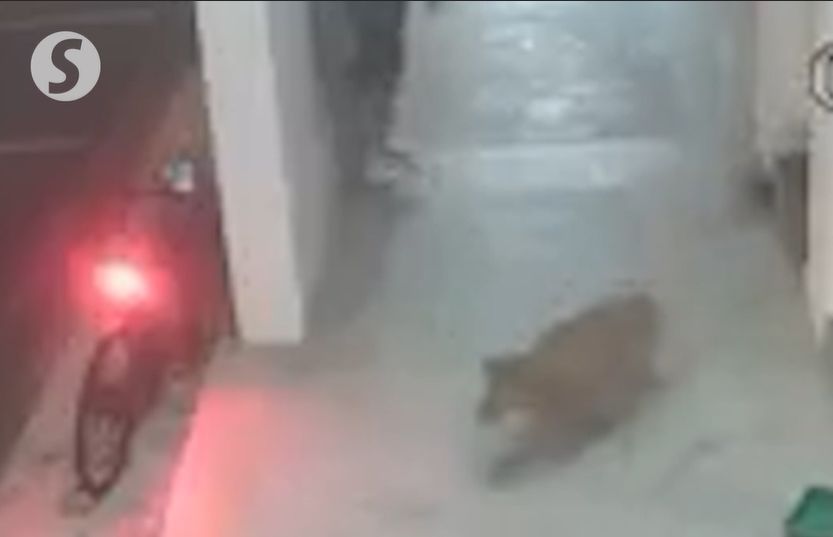 Man admits to setting dog on fire, asks for forgiveness | The Star