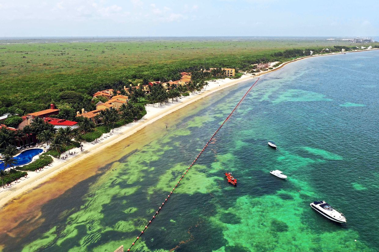 This ocean monster offers a climate solution | The Star