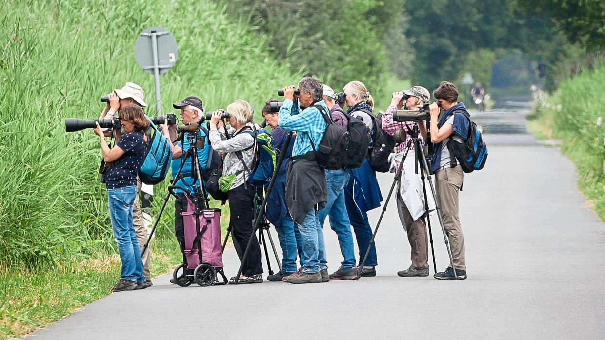 Tips for birdwatching beginners: Do's and don'ts for starting the hobby ...