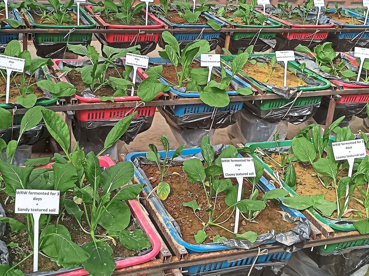 How effective is rice water as fertiliser? | The Star