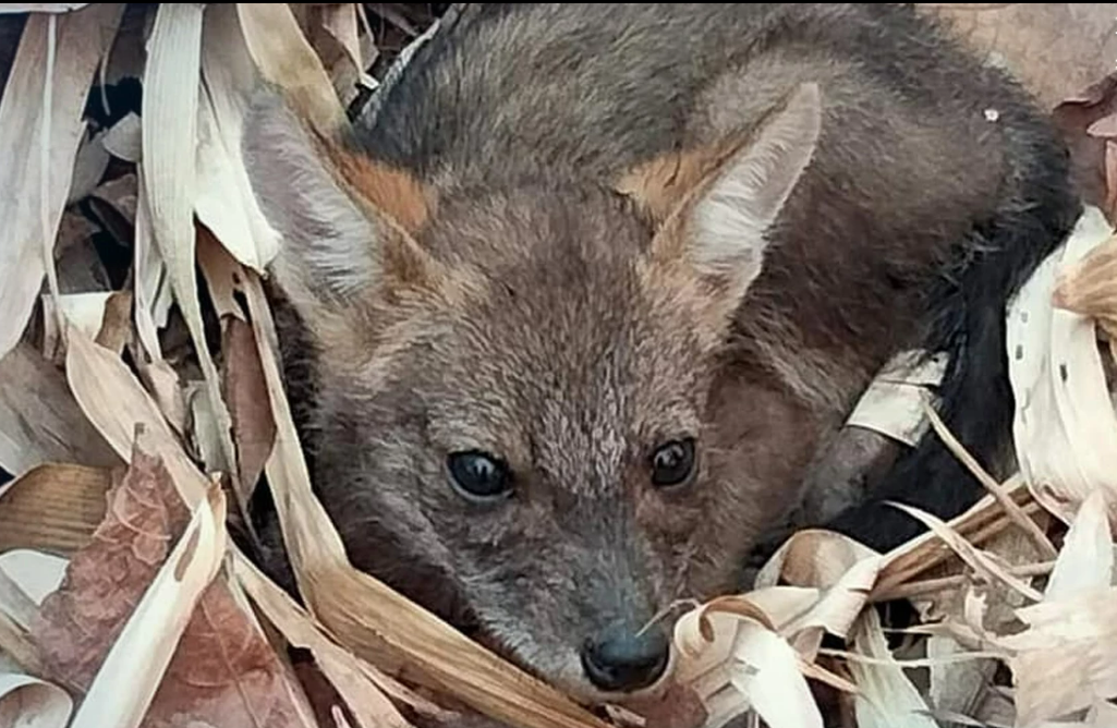 Shivering fox cubs rescued from forest fire in Lampang | The Star
