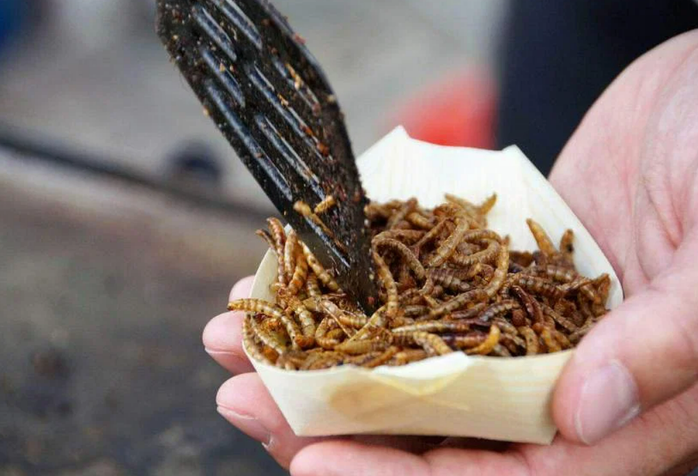 Singapore to give green light for 16 species of insects like crickets ...