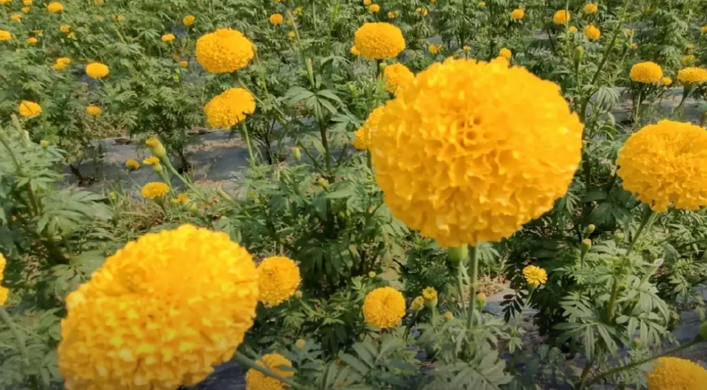 Sales and prices of marigolds soar amid high election demand | The Star
