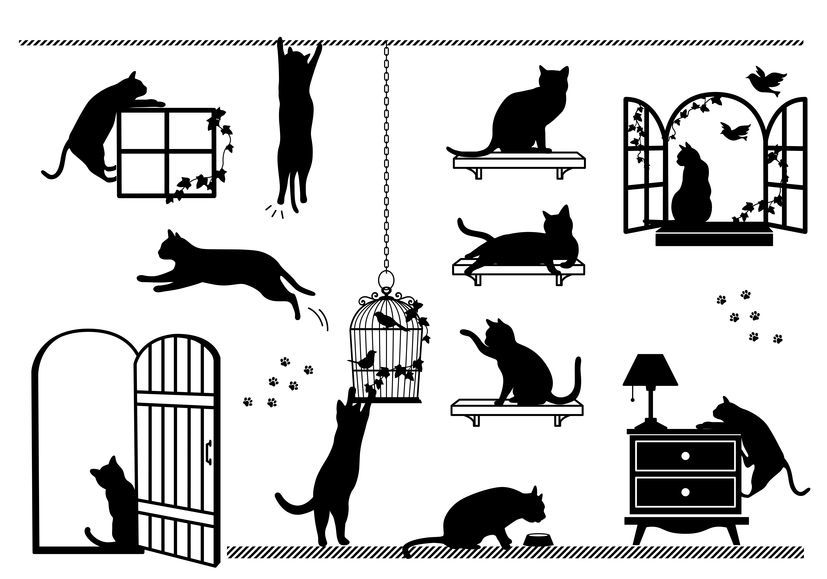 Katz Tales: Tips for cat-proofing your home | The Star