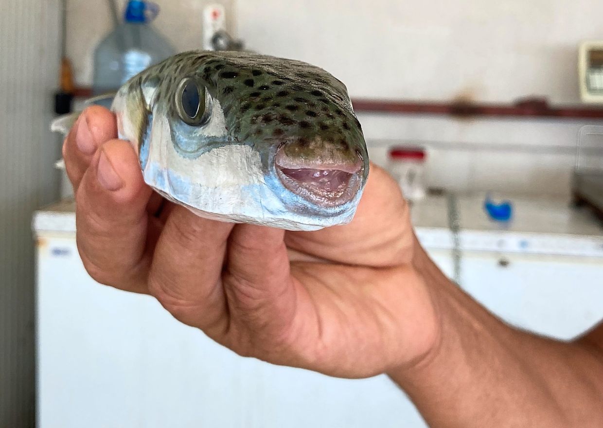 Dead couple's family urges action over pufferfish poisoning | The Star