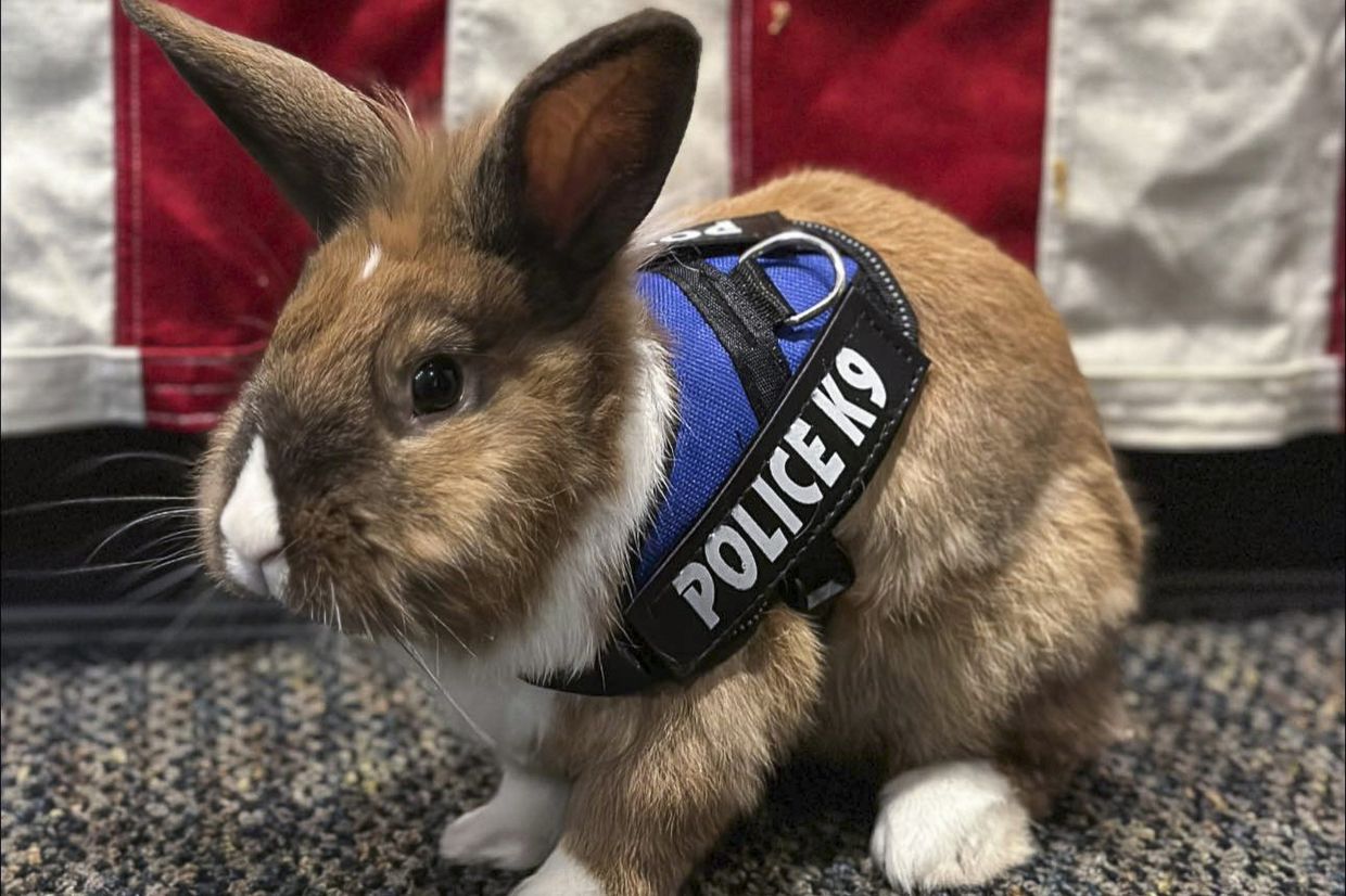 Spotted on social media: Rabbit joins police station in California as ...