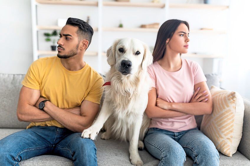 The rise of pet pre-nuptials in relationships | The Star