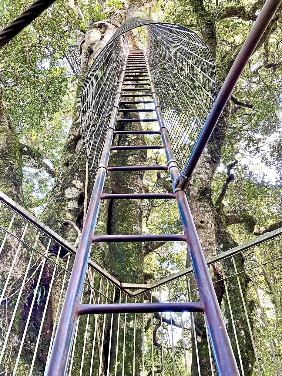 Explore Gold Coast's best kept secret: The Hinterland | The Star